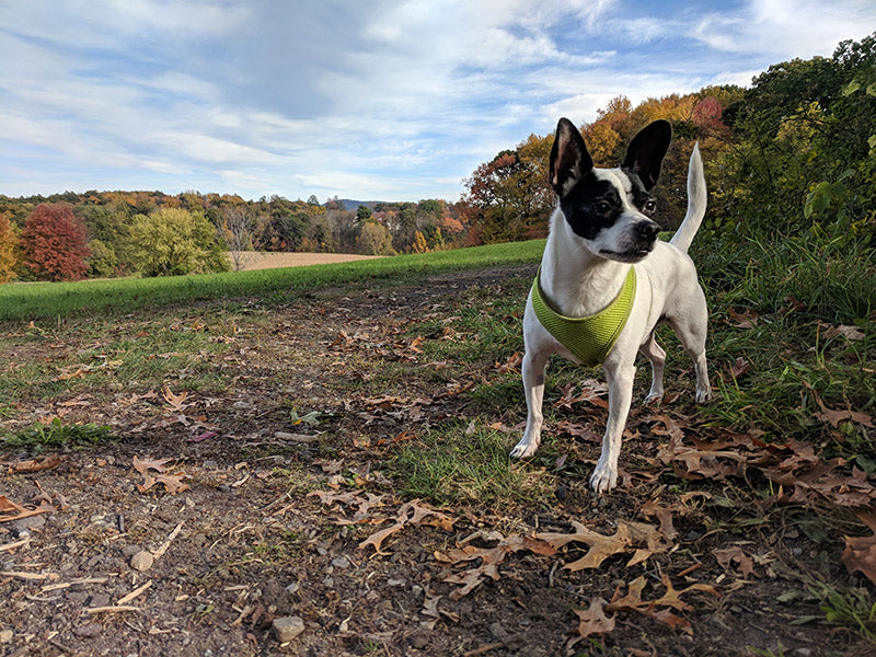 Doug Mulder Autumn Print – TopatoCo